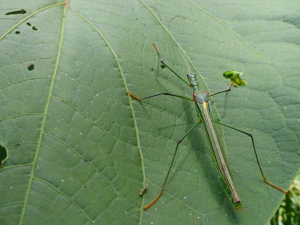 Phasmid Stick Insect | Project Noah