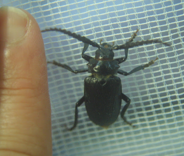 Broad-necked Root Borer | Project Noah