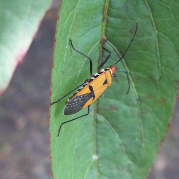 Red Cotton Stainer | Project Noah