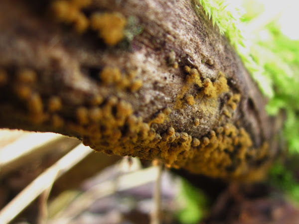 Trichia decipiens | Project Noah