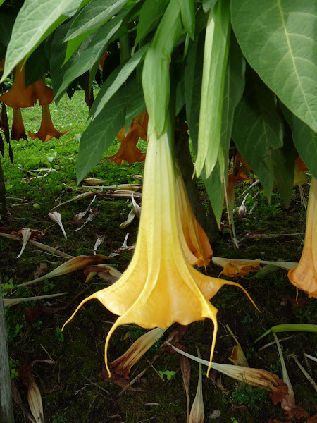 Yellow Angel's Trumpet | Project Noah