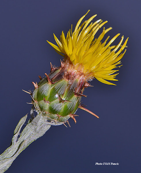 Yellow Star Thistle | Project Noah