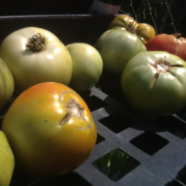 Tomatoes! | Project Noah