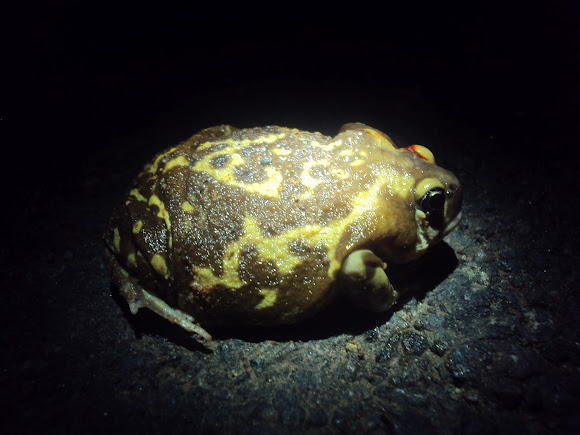 Marbled Balloon Frog | Project Noah