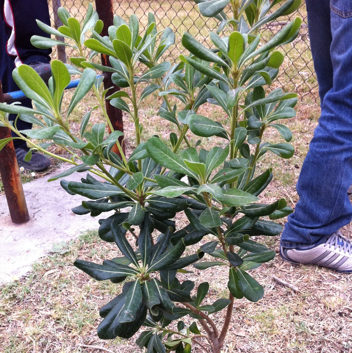 Clavo | Project Noah