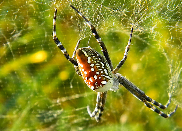 tent web spider, dome web spider | Project Noah