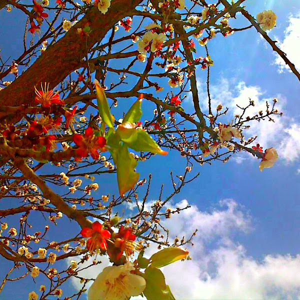 Baljurashi, Al Baha, KSA | Project Noah