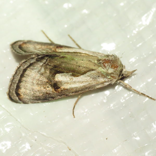 Formosa Looper | Project Noah