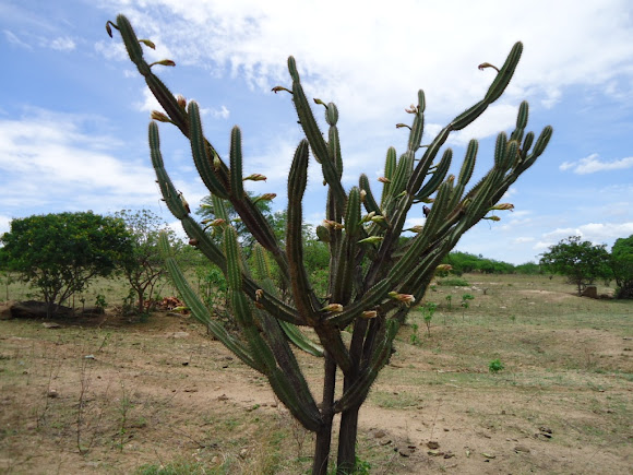 MANDACARU | Project Noah