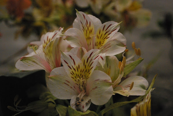 azalia | Project Noah