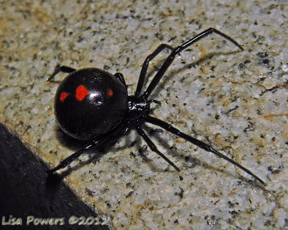 Southern black widow spider | Project Noah