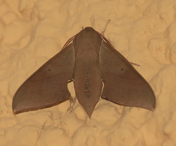 Porcus Sphinx | Project Noah