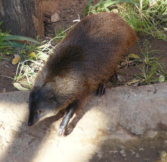 Water Mongoose | Project Noah