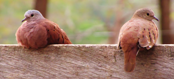 Tórtola Torcaza | Project Noah