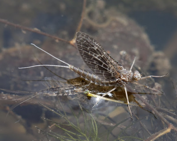 mayfly, just hatched | Project Noah