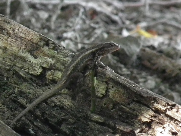 Lizard | Project Noah