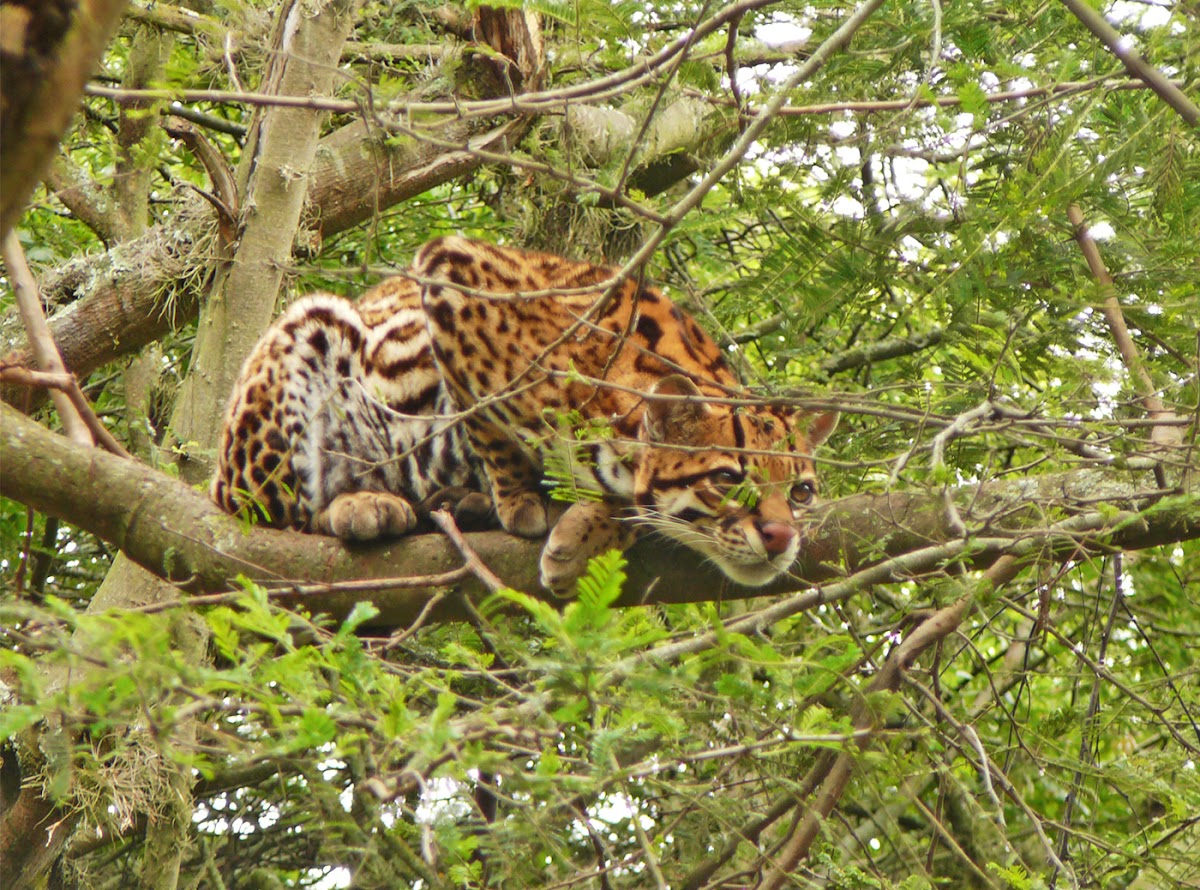 Tigrillo - Ocelote | Project Noah