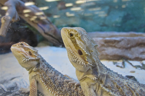 Lawson's Bearded Dragon | Project Noah