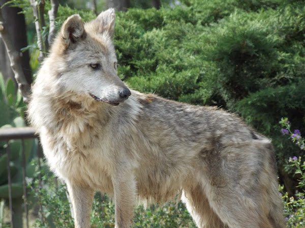 Lobo Mexicano | Project Noah