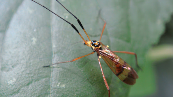 Zancudo | Project Noah