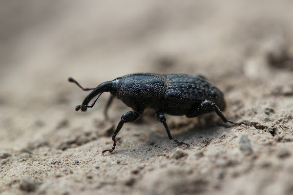 Billbug | Project Noah