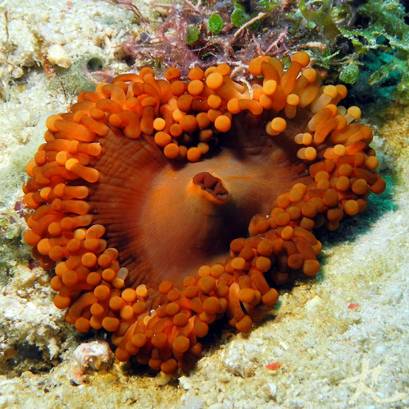 Corallimorpharian | Project Noah