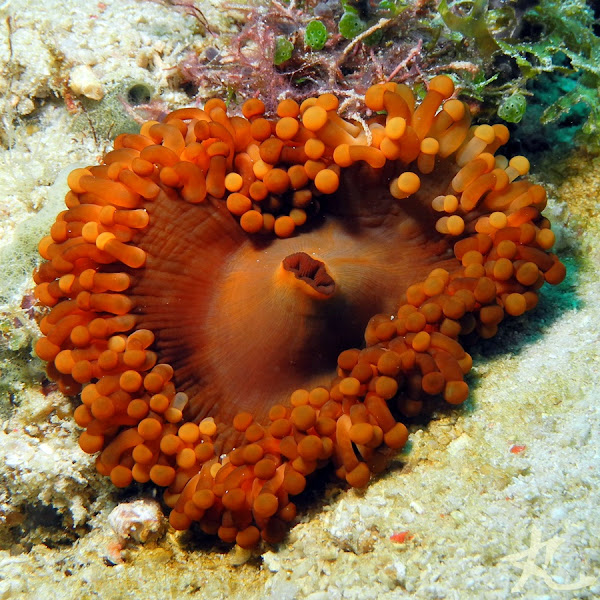 Corallimorpharian | Project Noah