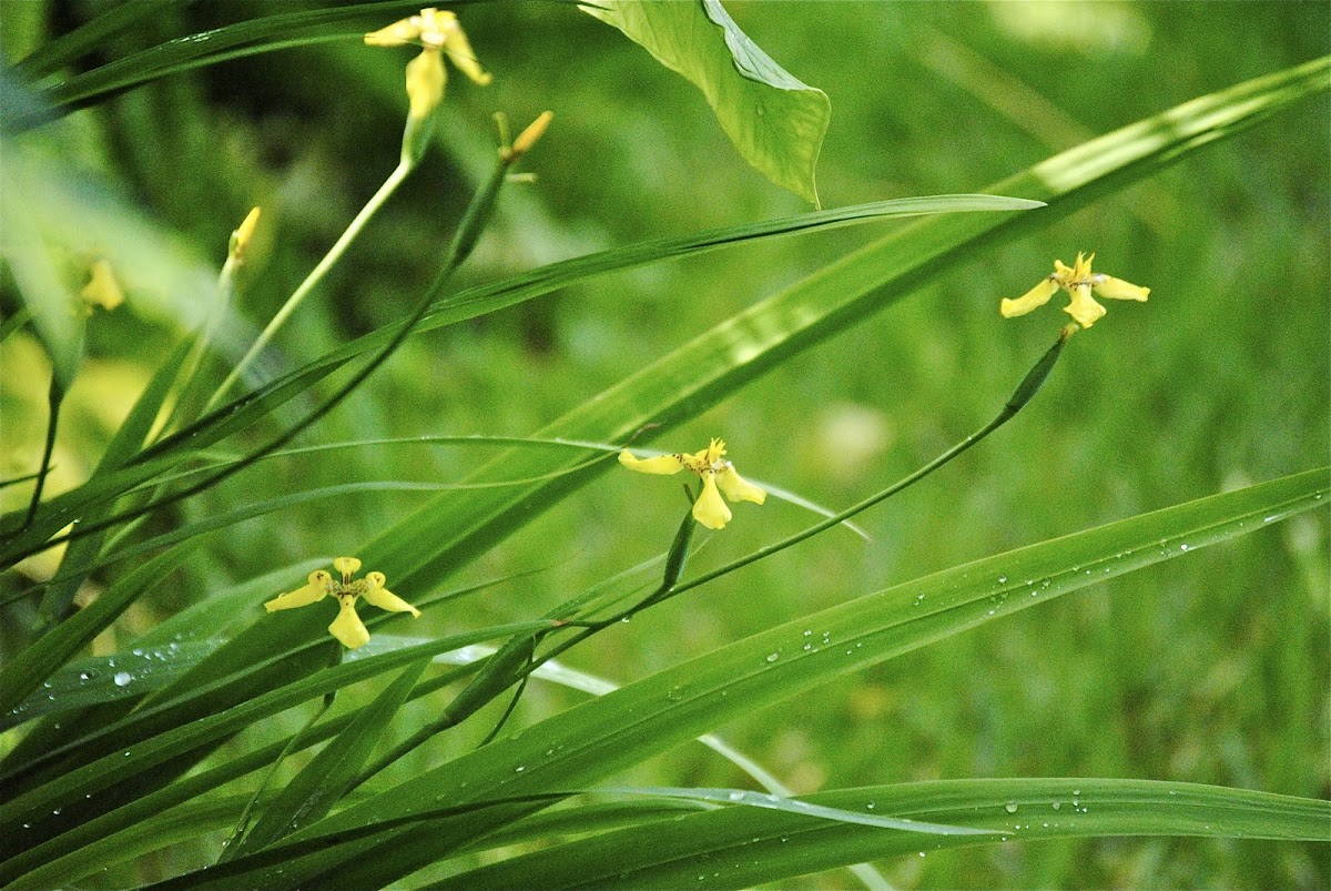 Yellow Walking Iris | Project Noah