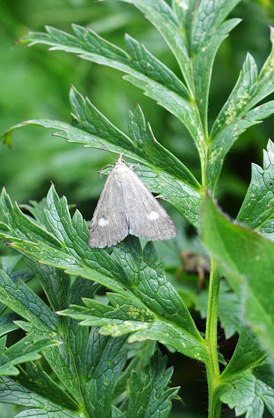 Crambid moth | Project Noah