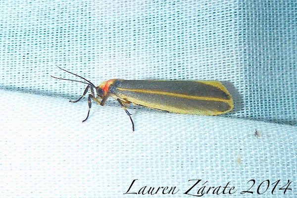 Firefly Imitating Moth | Project Noah