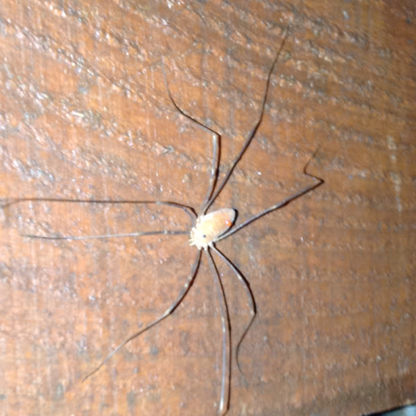 Spotting | Project Noah