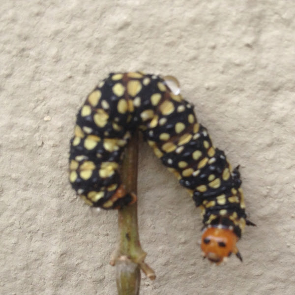 Lily Borer | Project Noah