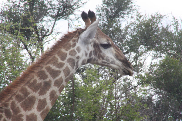 Giraffe | Project Noah