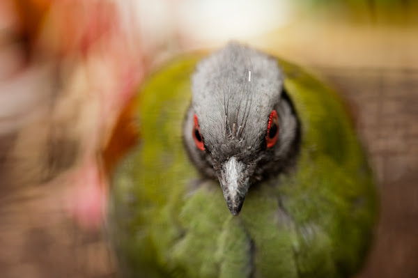 Crested Wood-partridge (female) | Project Noah