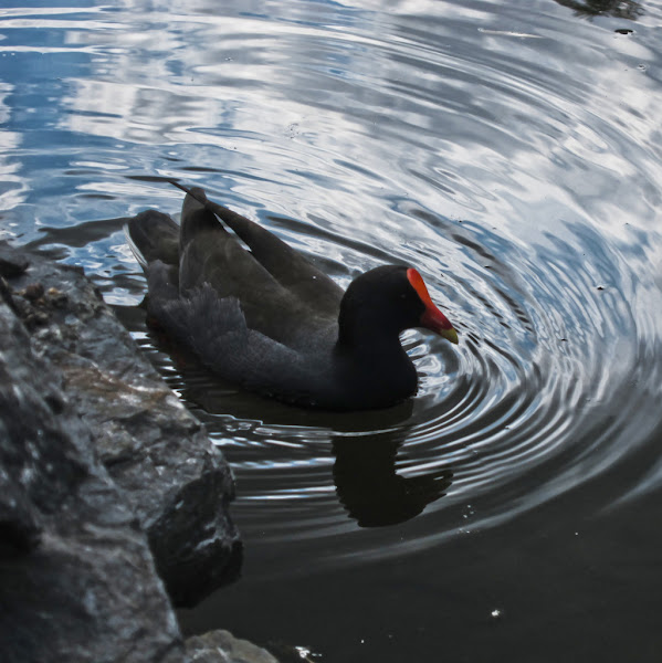 Dusky Moorhen | Project Noah