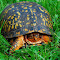 Eastern Box Turtle | Project Noah
