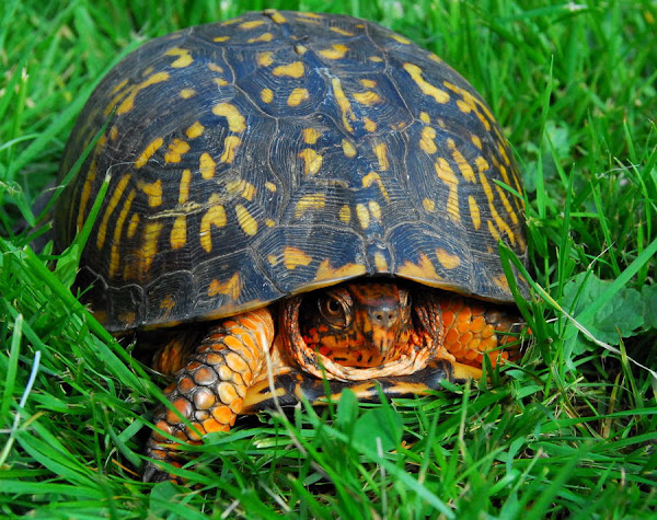 Eastern Box Turtle | Project Noah