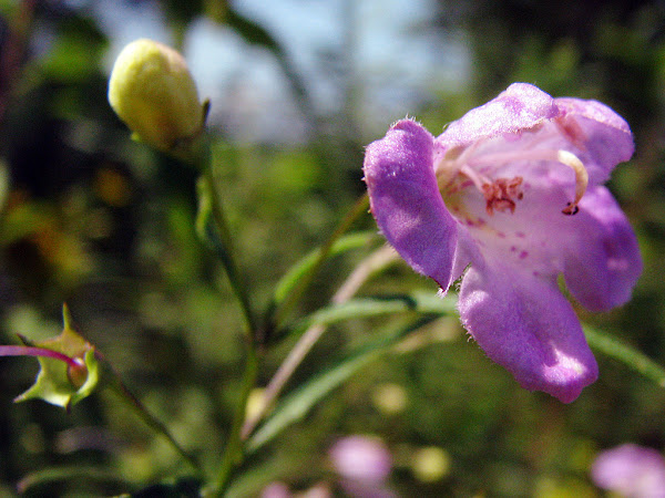 Slenderleaf False Foxglove | Project Noah