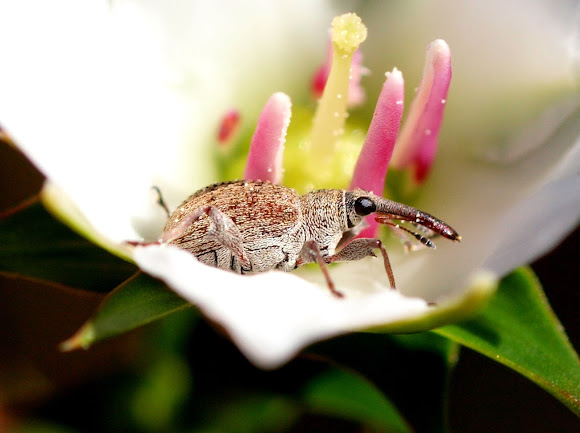 Small Weevil | Project Noah