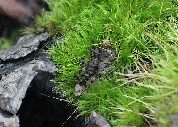 Wind-blown moss, fork moss | Project Noah