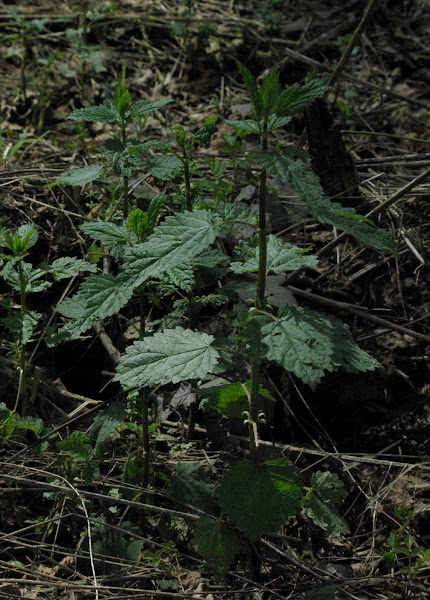 Stinging Nettle | Project Noah