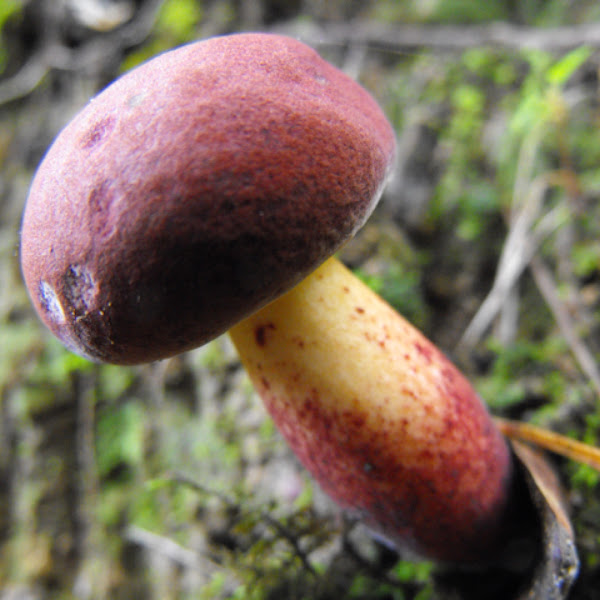 Two-colored Bolete | Project Noah