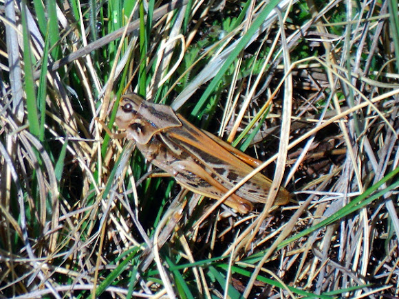 Two-Stripe Grasshopper | Project Noah