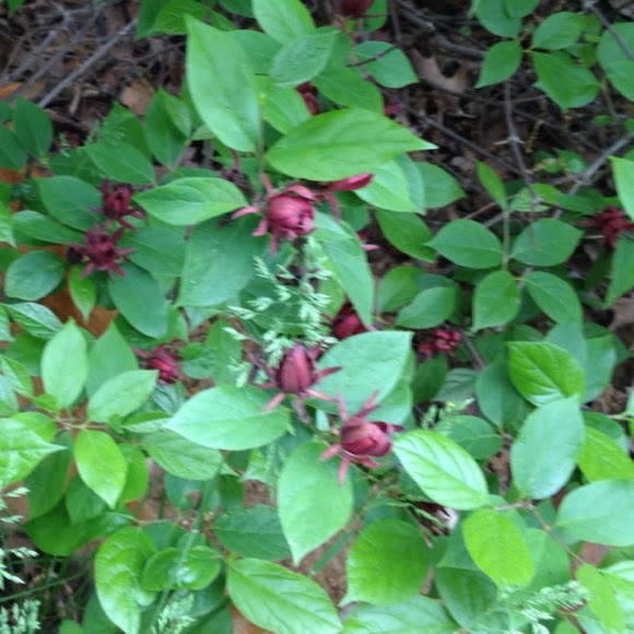 Carolina Sweet Shrub | Project Noah