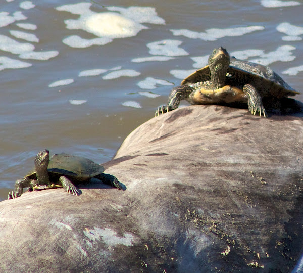 False Map Turtles | Project Noah