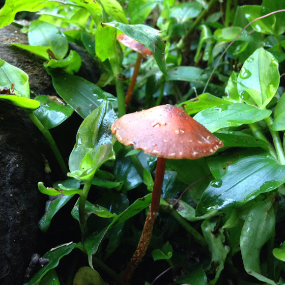 Spotting | Project Noah