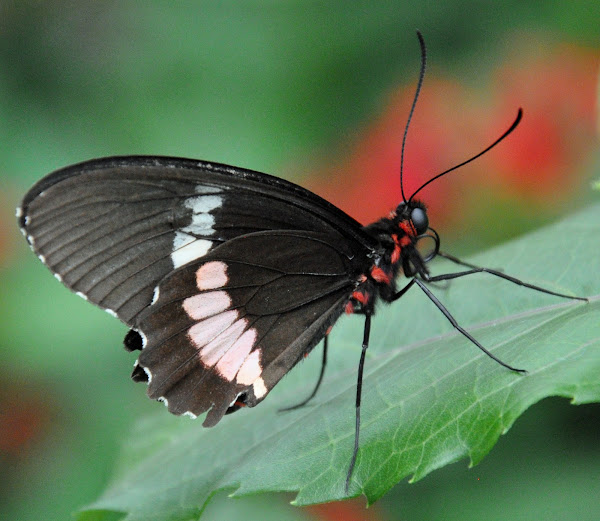 Iphidamas Cattleheart | Project Noah