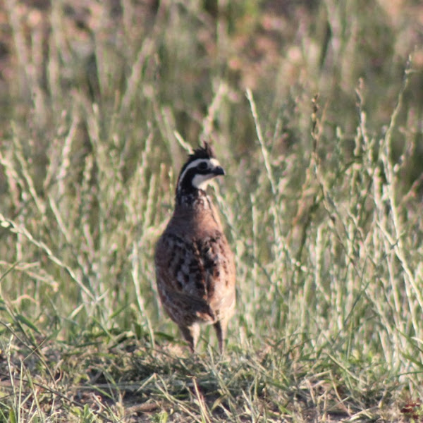 Northern Bobwhite | Project Noah