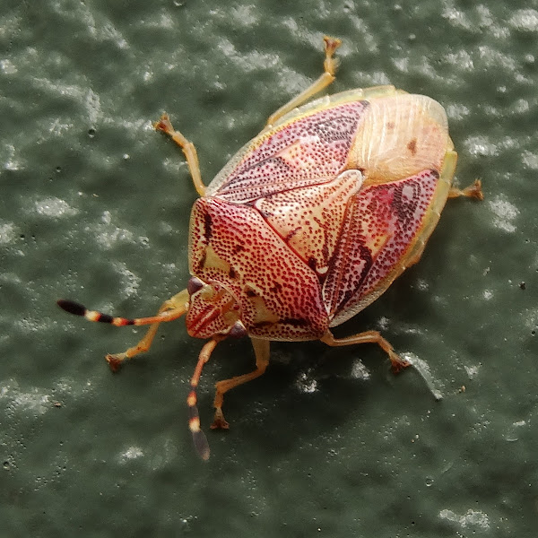 Red-Brown Shield Bug | Project Noah