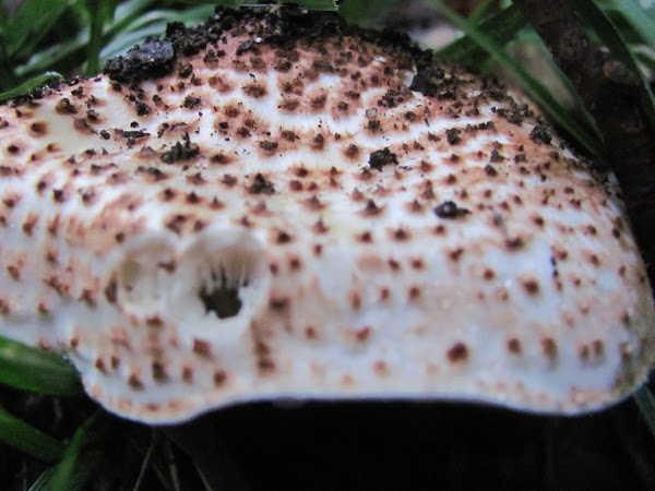 Freckled Dapperling | Project Noah